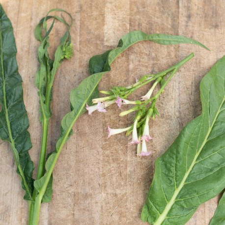 TABAC One Sucker BIO 🌱 Kokopelli | Livraison Gratuite