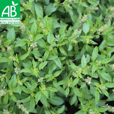 BASILIC CITRON BIO - Ferme Sainte Marthe🌱Livraison Gratuite