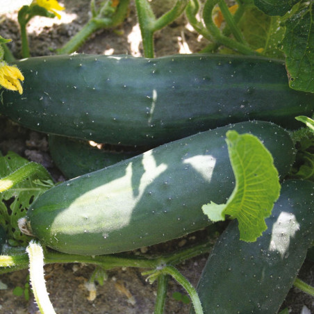 Concombre Long Anglais - Sainte Marthe 🥒 Livraison Gratuite