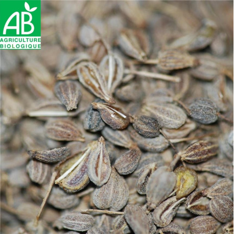 ANIS VERT BIO 🌱 Ferme Sainte Marthe