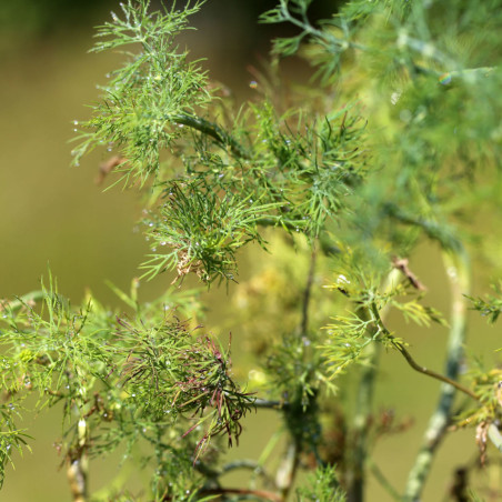ANETH OFFICINALE - Ferme St Marthe 🌱 Livraison Gratuite