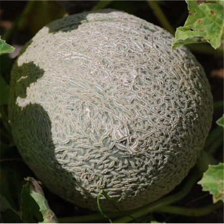 Melon Sucrin de Tours - Sainte Marthe 🍈 Livraison Gratuite