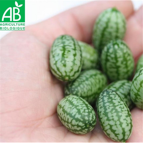 Mini Concombre à Confire - Ste Marthe 🥒 Livraison Gratuite