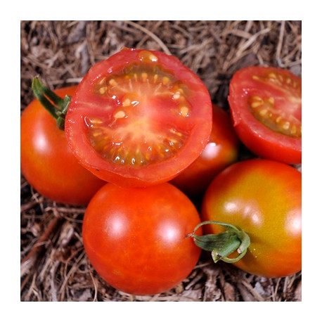 Assortiment varié 4 Tomates Kokopelli 🍅 Livraison Gratuite
