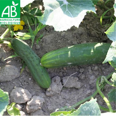 Concombre Long Anglais - Sainte Marthe 🥒 Livraison Gratuite