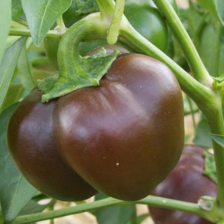 MINI POIVRON CHOCOLAT - Kokopelli 🌶️ Livraison Gratuite