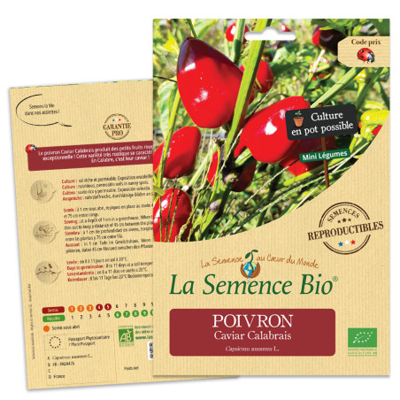 MINI POIVRON CAVIAR CALABRAIS BIO🌶️ Livraison Gratuite