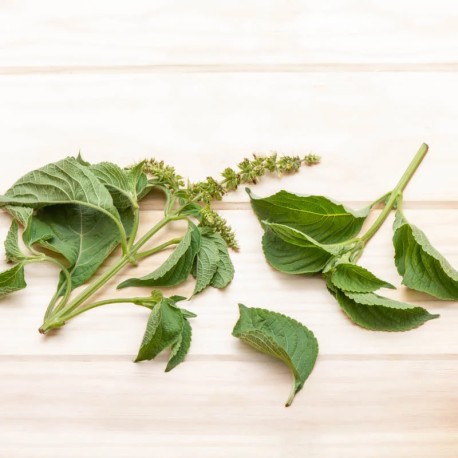 Basilic BRÉSILIEN GREEN PEPPER 🌱 Livraison Gratuite
