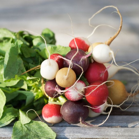 Mélange de 5 Radis Ronds Colorés 🌱 Livraison Gratuite