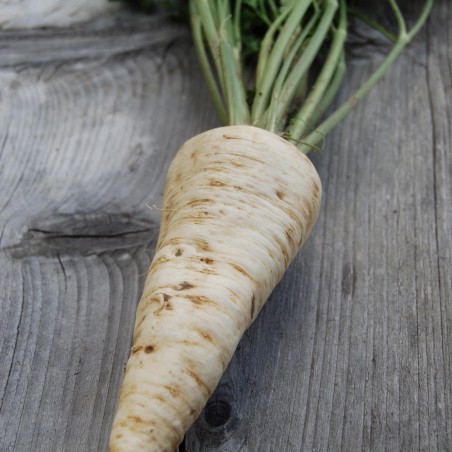 Persil TUBÉREUX Grosse Racine Hâtif 🌱 Livraison Gratuite