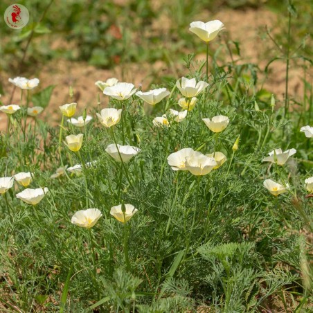 Coquelicot de Californie Blanc Ivory Castle 🌱 Livraison Gratuite