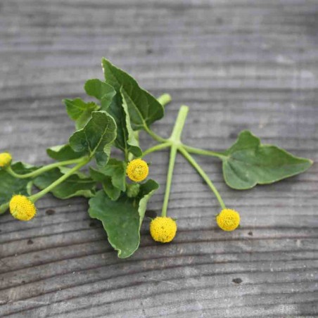 CRESSON DE PARA JAUNE Bredy Mafana BIO🥬 Livraison Gratuite