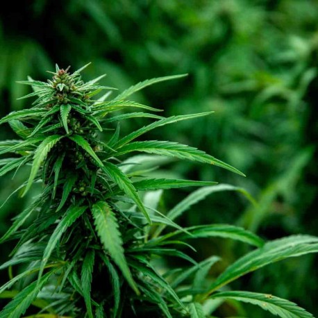 CHANVRE CBD Kompolti - Ferme St Marthe 🌱 Livraison Gratuite