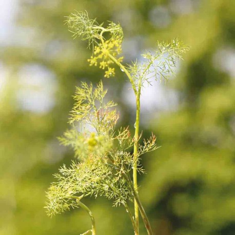 ANETH OFFICINALE BIO - Ferme Ste Marthe🌱 Livraison Gratuite
