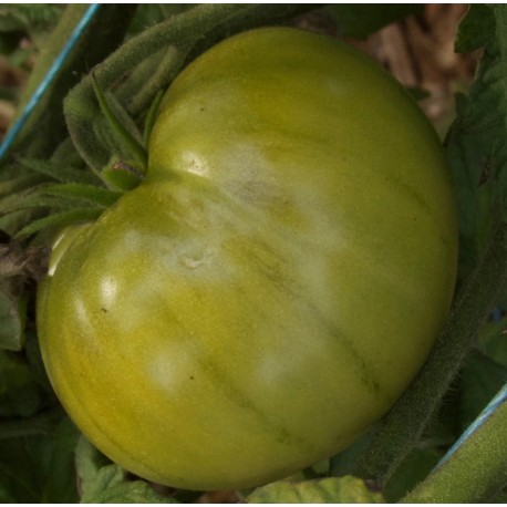 Tomate Verte ABSINTHE - Kokopelli 🍅 Livraison Gratuite