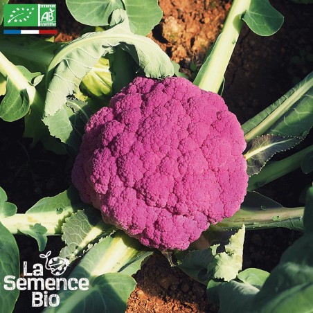 Graines de Chou-Fleur Violet de Sicile 🥦 Livraison Gratuite