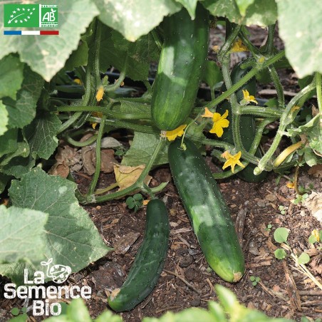 Concombre GRIMPANT ou RAMPANT 🥒 Livraison Gratuite