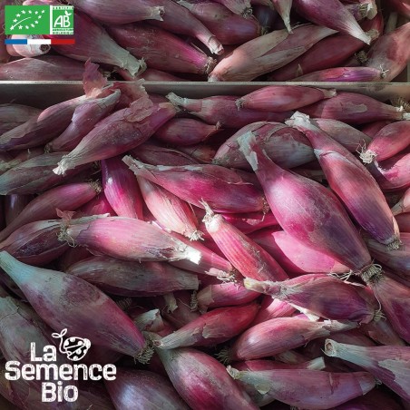 Oignon ROSSA LUNGA Di FIRENZE 🌱 Livraison Gratuite